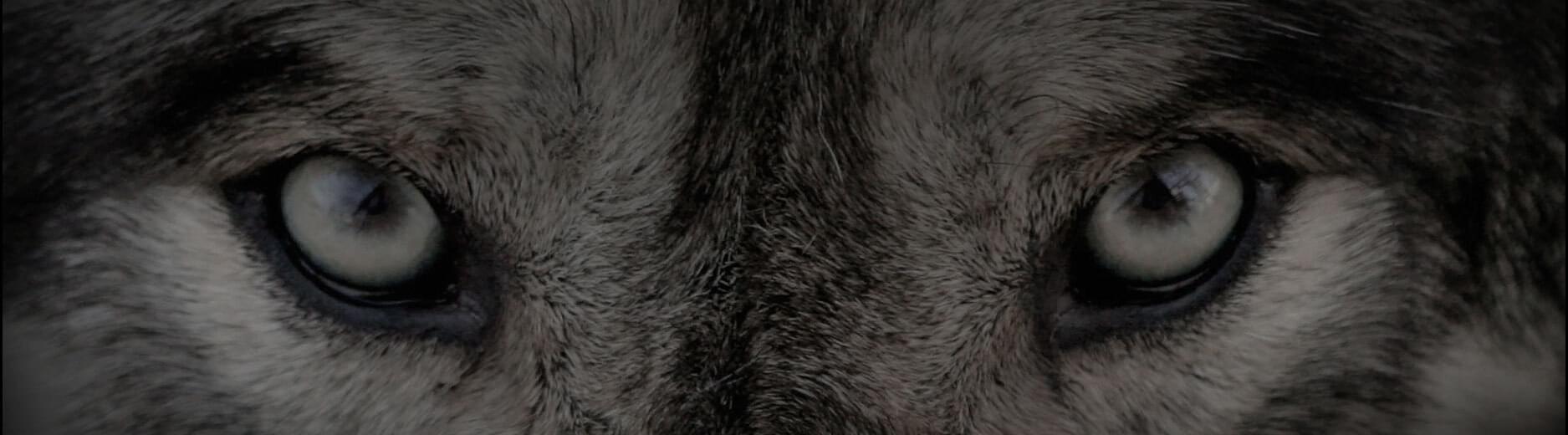 Staring Down the Wolf by Mark Divine